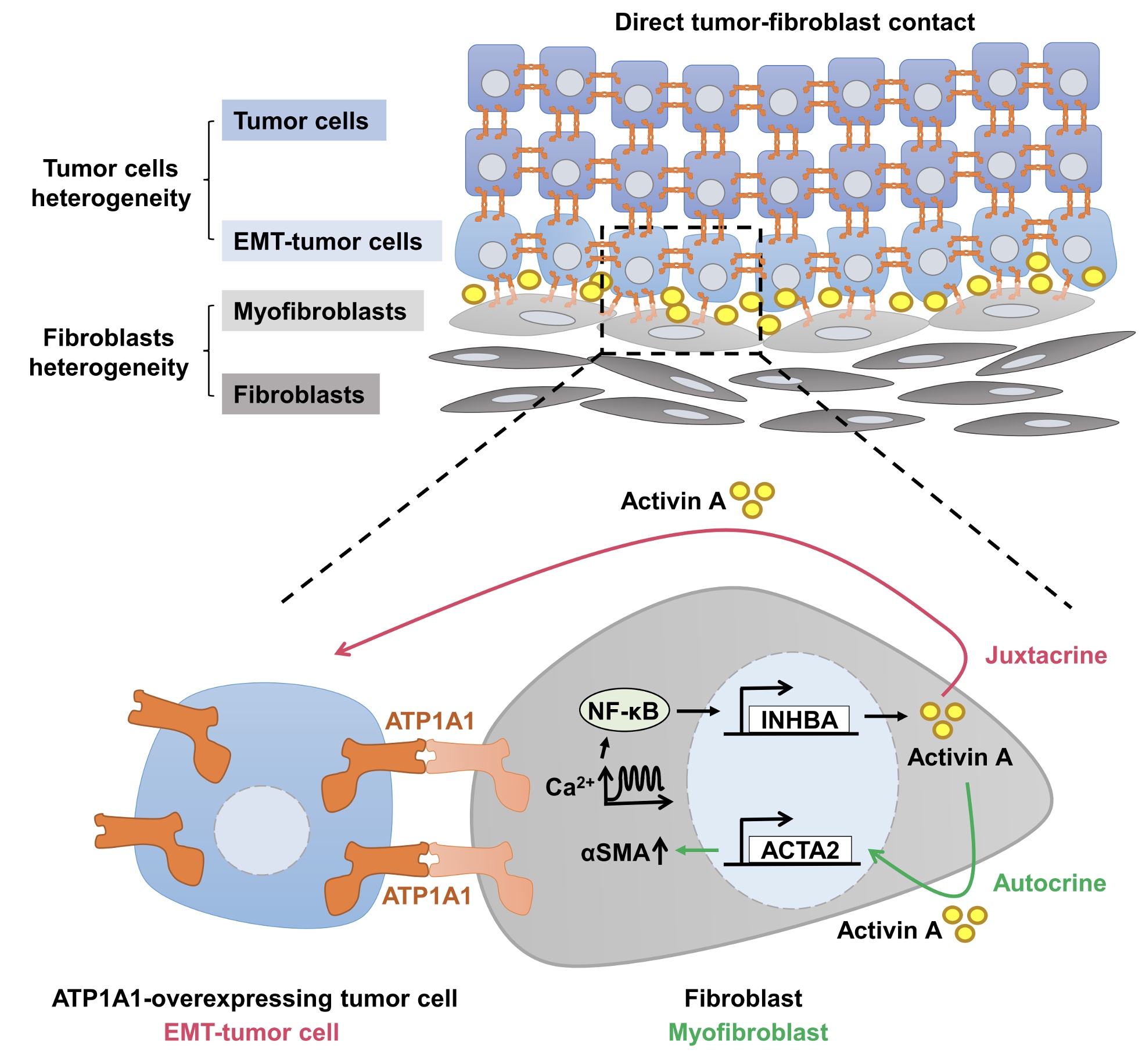 Homophilic ATP1A1 binding induces activin A secretion to promote EMT of ...